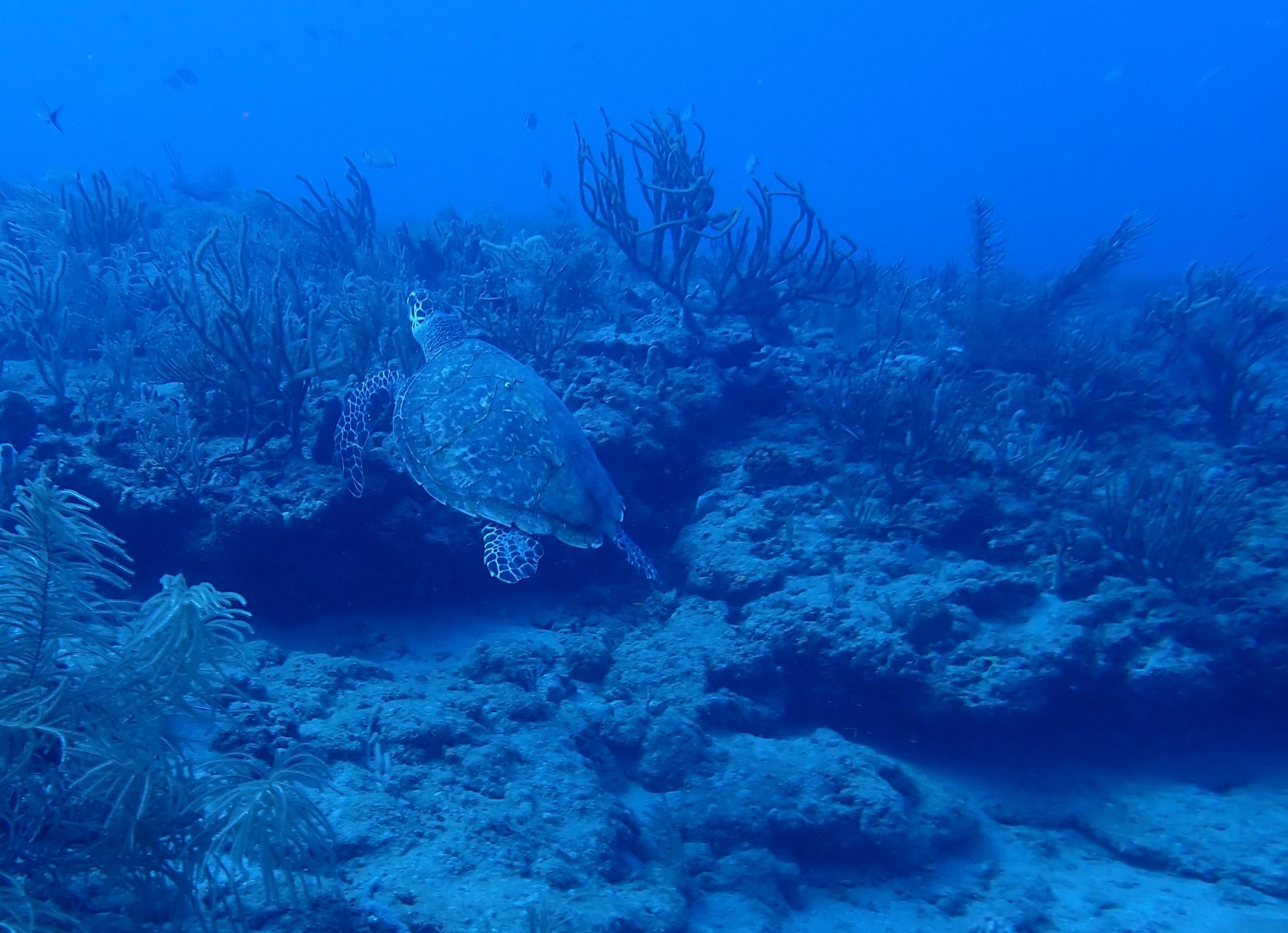 A New Diver's Guide to Safe Coral Reef Exploration